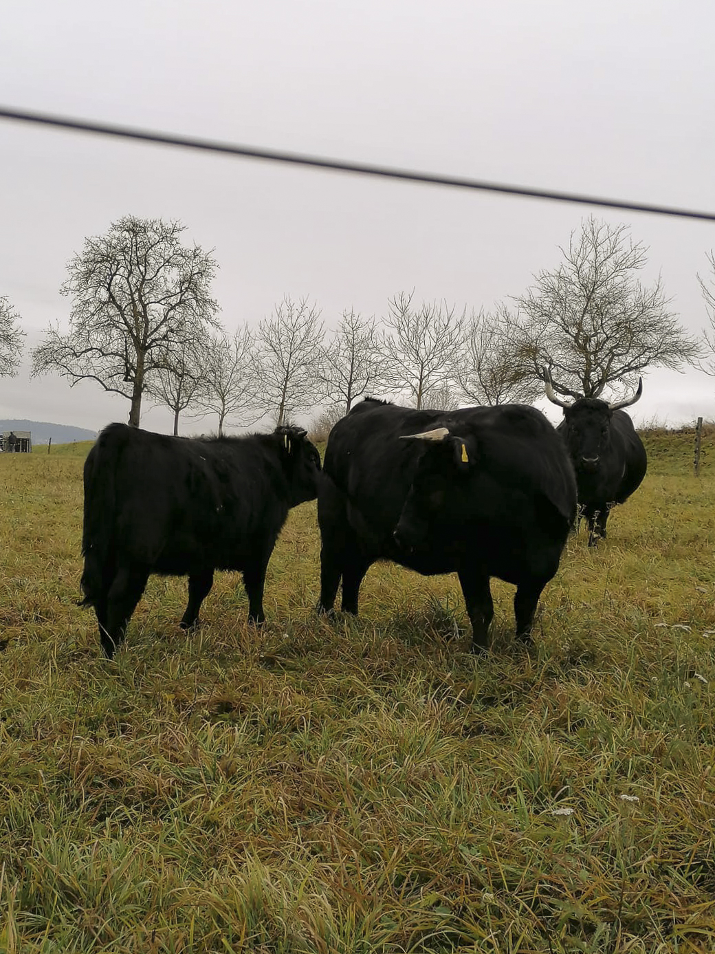 DEXTER RINDER IN GÄUFELDEN - Startseite