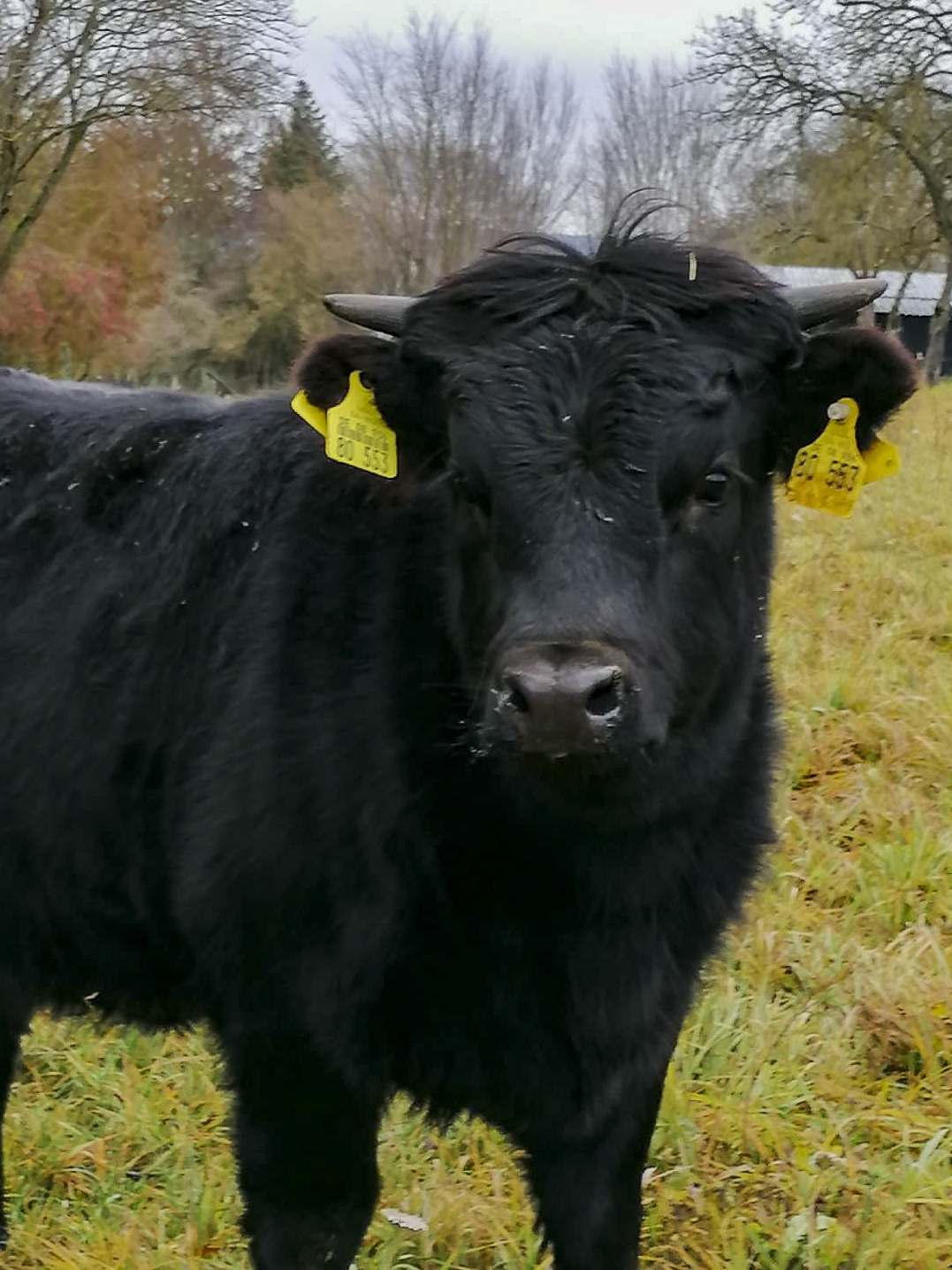 DEXTER RINDER IN GÄUFELDEN - Startseite